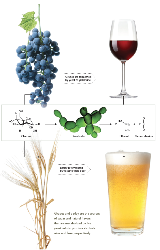 The Chemistry of Life: Fermentation – Everyday BioChem
