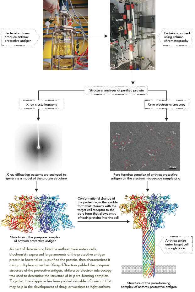 Use of Cryo-Electron Microscopy – Everyday BioChem
