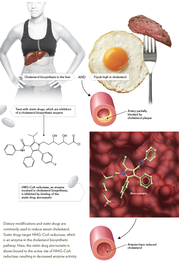 Statins Inhibit Cholesterol Synthesis – Everyday BioChem
