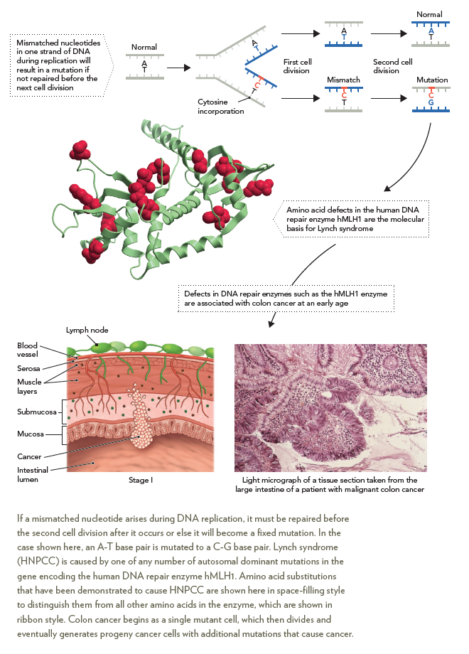 Defects in DNA Mismatch Repair – Everyday BioChem