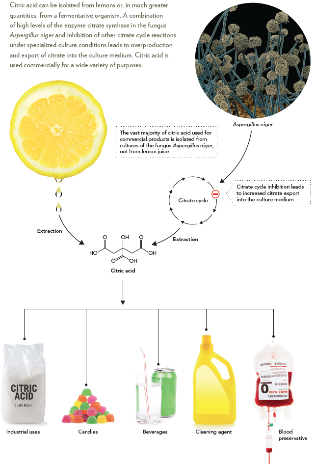 Fungal Production of Citrate – Everyday BioChem