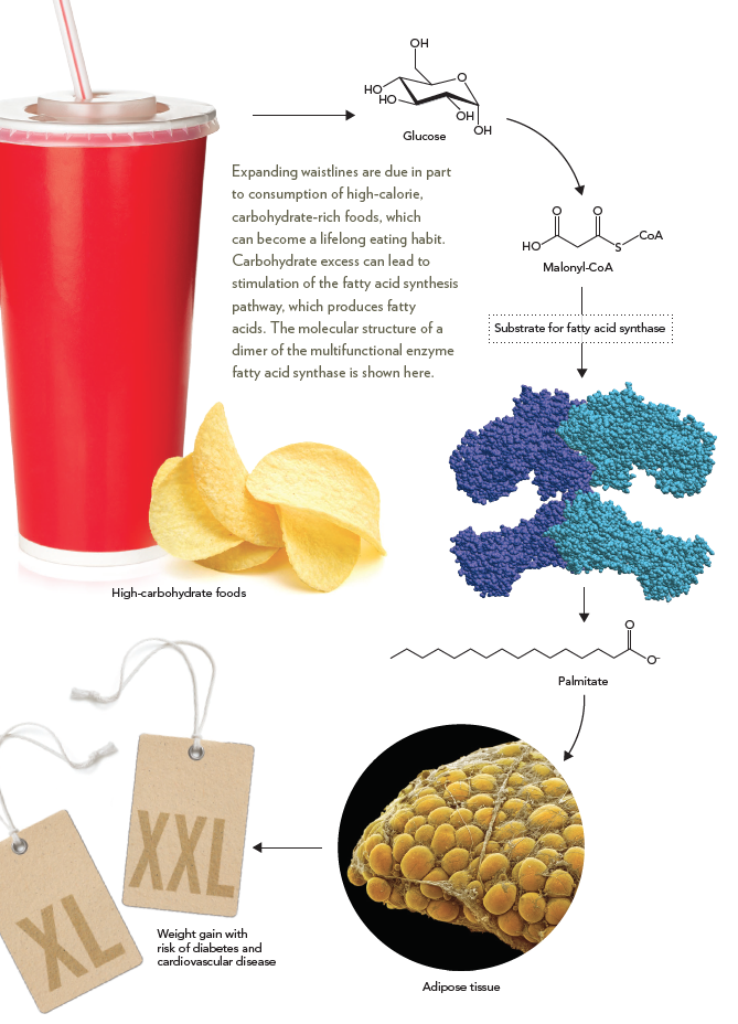 Nonfat Foods Can Make You Fat – Everyday BioChem